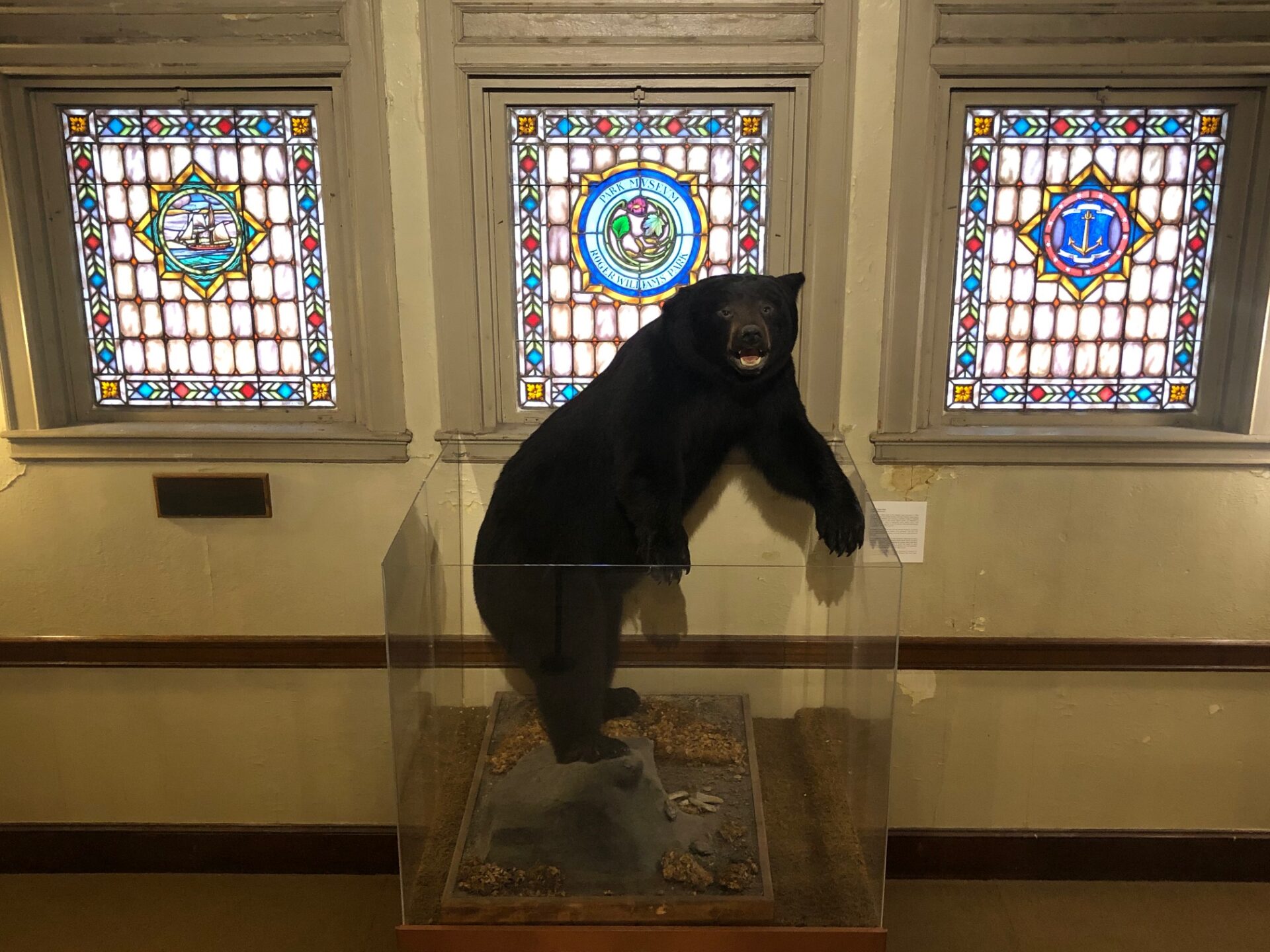 City of Providence Taxidermy Bear at the Museum - City of Providence
