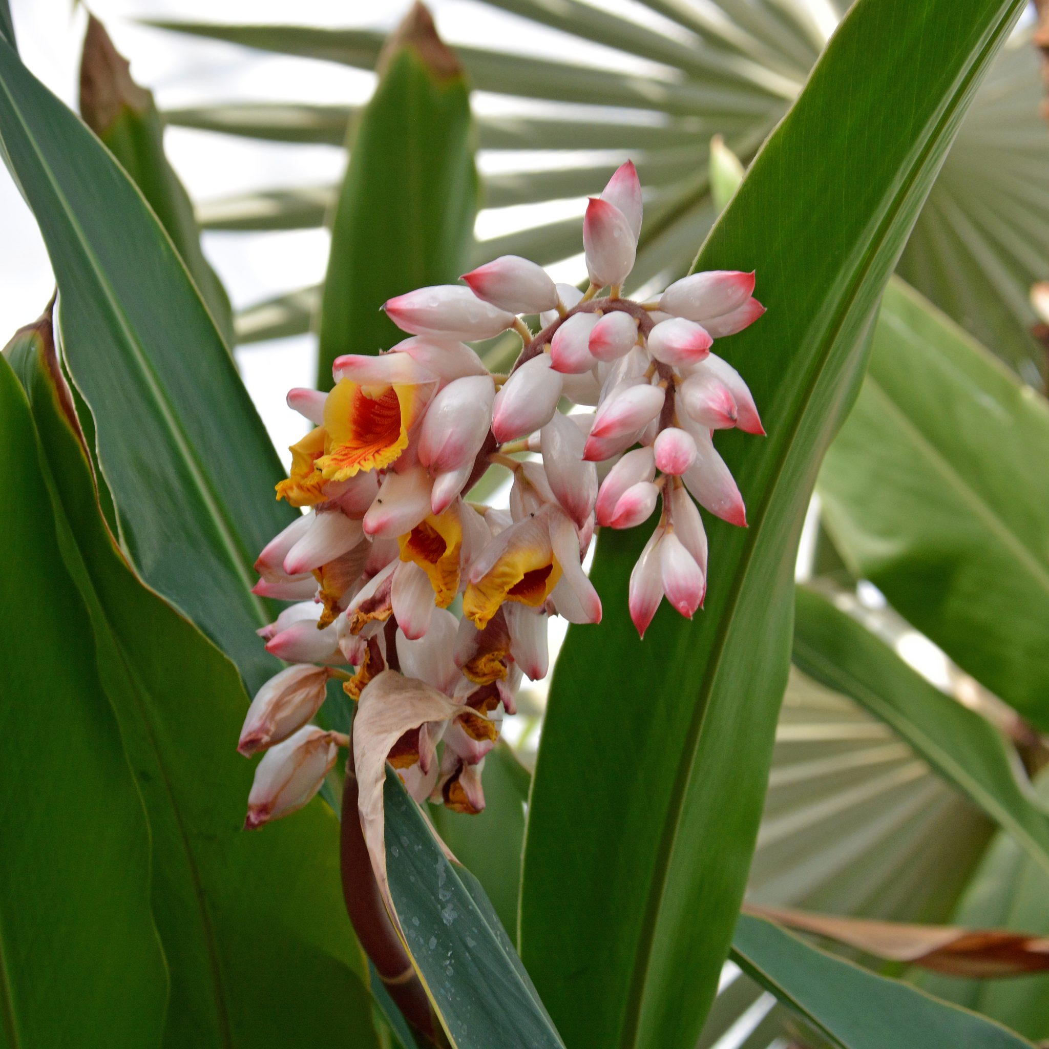City of Providence Conservatory Open Ginger Blossom - City of Providence