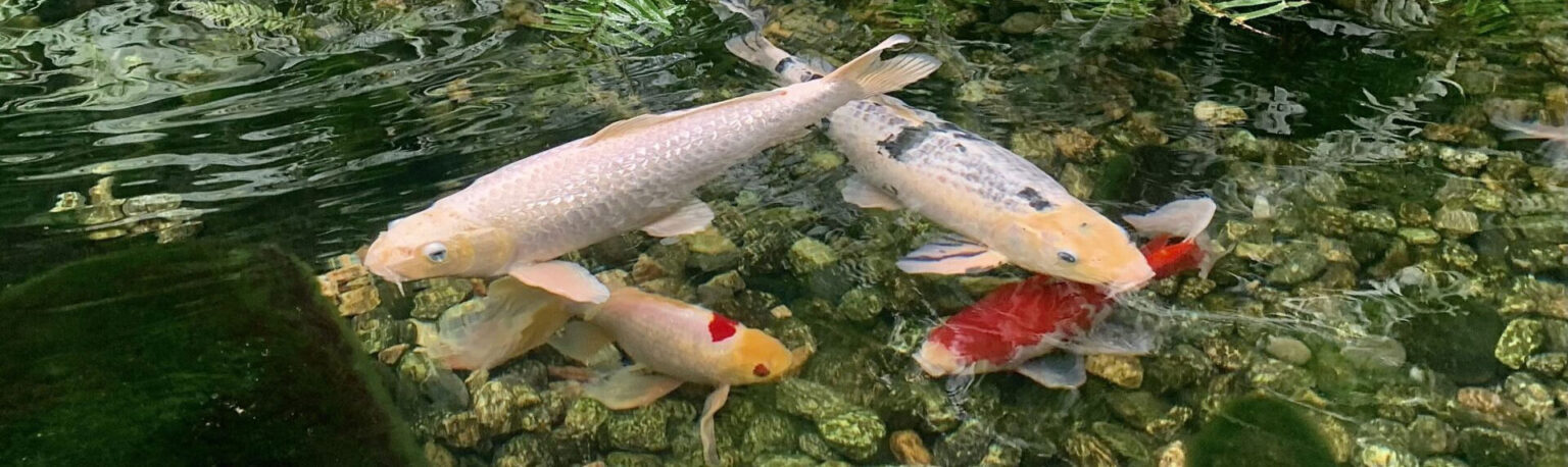 City of Providence botanical-center-fish - City of Providence