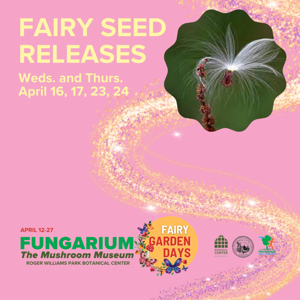 City of Providence Fairy Garden Days 2025 Fungarium: The Mushroom ...